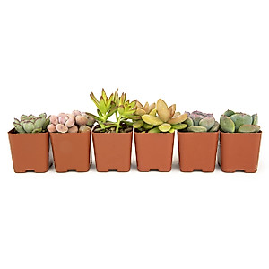 Altman Plants, Live Succulents Plants Live Houseplants (6PK), Succulents Live Plants Live House Plants Indoors Live, Live Cactus Plants Live Cacti Succulent Plants Live Indoor Plants Live Houseplants