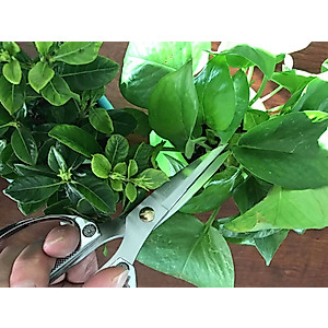 Horsvill Indoor Plant Shears Garden Scissors, Houseplant Shears Made of Japan SK5 Stainless Steel, Flowers Herbs and Plant Cutters, Clippers, Trimmers, Loppers, Bonsai Potted Plant Pruning Scissors