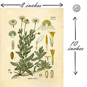 Ink Inc. Botanical Prints Wall Art Ink Inc - Woodland Plants Wildflower Mushrooms Ferns Berries - Set of 9 8x10 Unframed