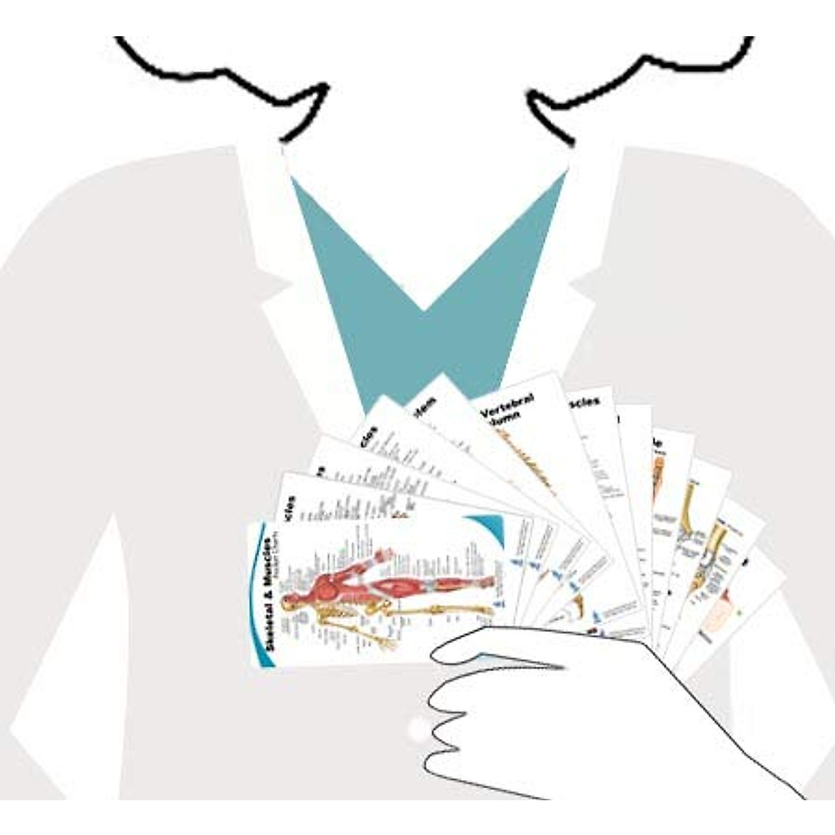 Skeletal System and Male Muscle Poster Set 24 x 36 inch, Extra Pocket Size Muscle Cards, Marker and Eraser Compatible