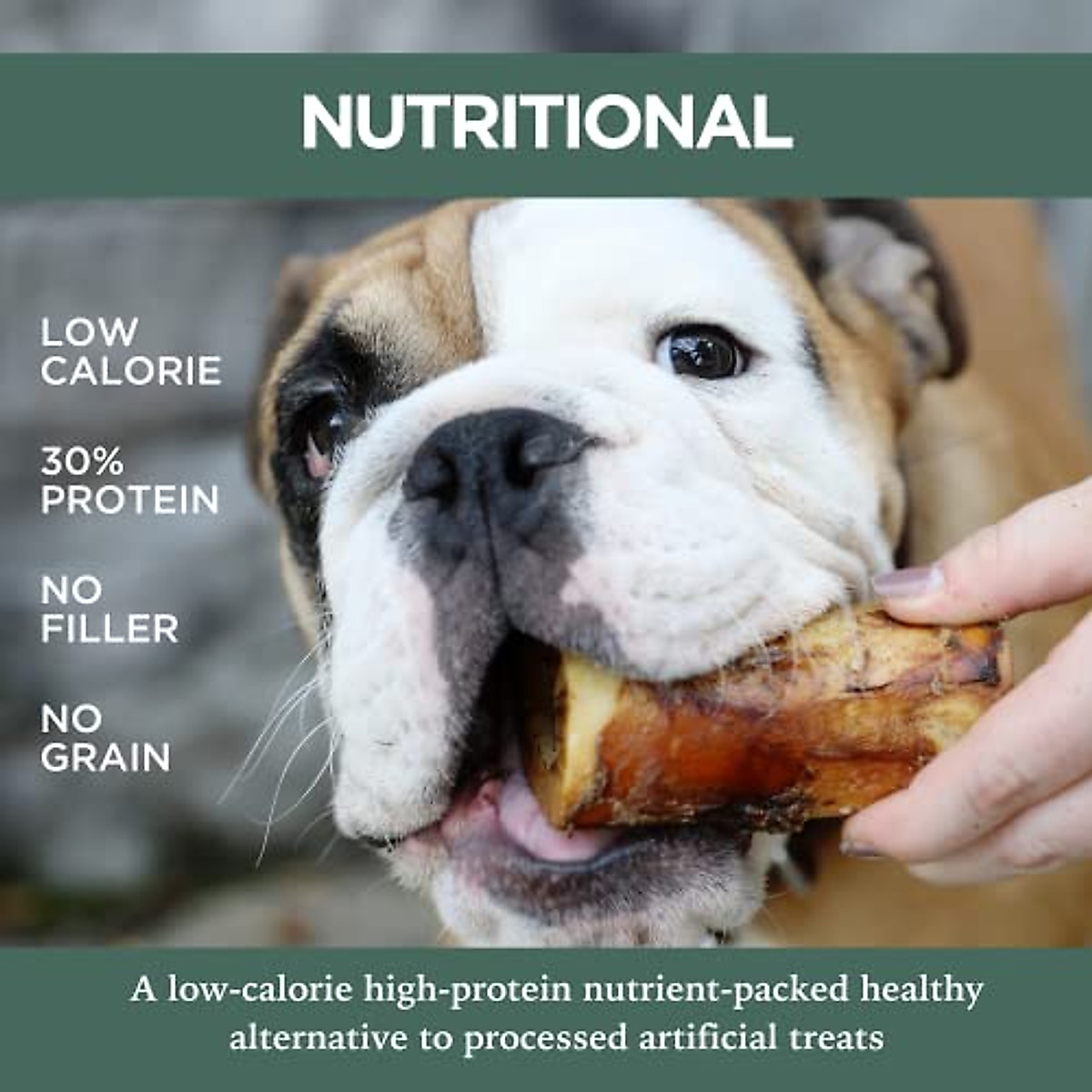 K9 Connoisseur Single Ingredient Dog Bones Made in USA Natural Marrow Filled Dynamo Bone Chew Treats for Small to Medium Breed Aggressive Chewers Dogs - Best Up to 50 Pounds 6 Pack