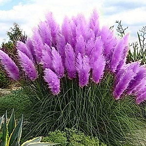 200 Pcs Pampas Grass Seeds,Home Garden Decoration Ornamental Grass Seeds（Purple）