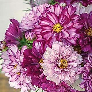 Cosmos Seeds - Double Click - Double Violet - Packet - Purple Flower Seeds, Open Pollinated Seed Attracts Bees, Attracts Butterflies, Attracts Hummingbirds, Attracts Pollinators