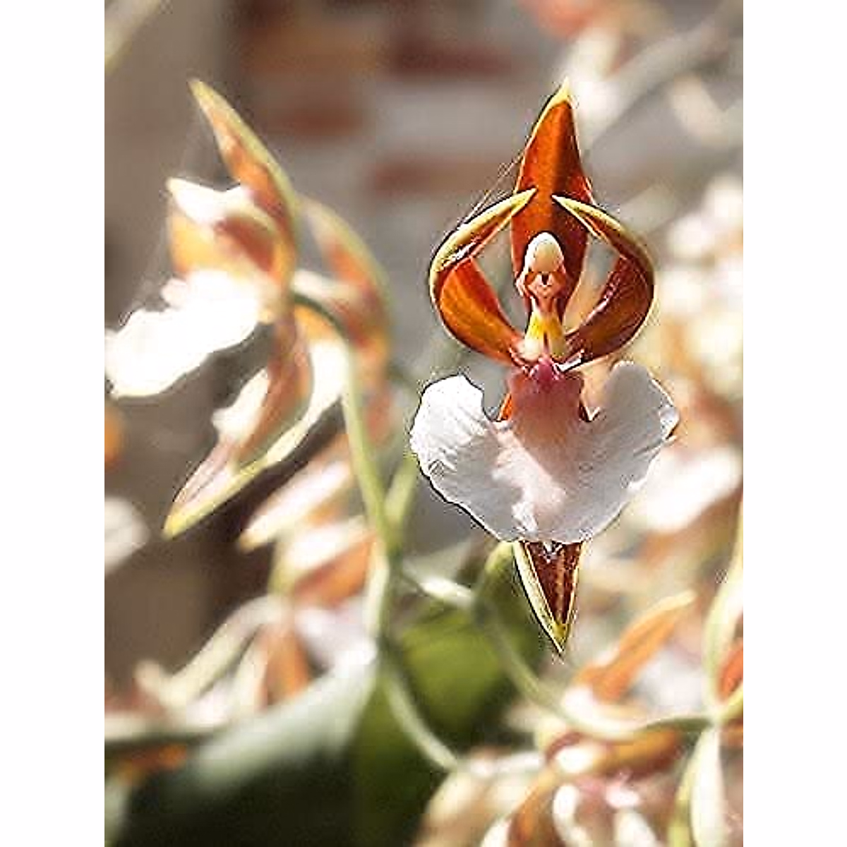 Orchid Love- The World's Greatest Orchid Food!(Net 32 fl oz. concentrate: yields 16 to 32 gallons)