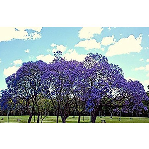 JACARANDA CUSPIDIFOLIA, BLUE rare flowering trumpet tree flamboyan seed 10 seeds