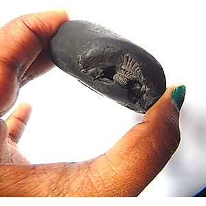 XUETZALCOATL Sacred Adwaitya Achharya Shaligram Nepal Kali Gandaki