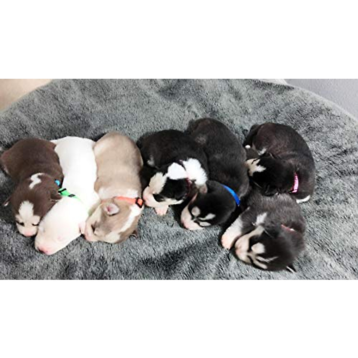 GAMUDA Puppy Collars - Soft, Adjustable & Stylish ID