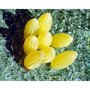 AmScope SM-6TZ-FRL-5M Digital Professional Trinocular Stereo Zoom Microscope, WH10x Eyepieces, 3.5X-90X Magnification, 0.7X-4.5X Zoom Objective, 8W Fluorescent Ring Light, Clamping Articulating Arm Stand, 110V-120V, Includes 0.5X and 2.0X Barlow Lenses an