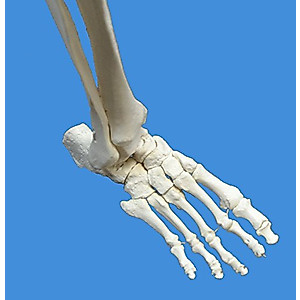 Wellden Medical Anatomical Human Lower Limb Skeleton Model, Life Size