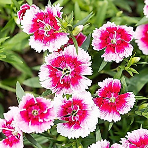 QAUZUY GARDEN 3000 Seeds Mixed Dianthus Seeds Carnation Gillyflower Sweet William Garden Clove Cheddar Pinks Seeds- Perennial Hardy Easy Growing Flower