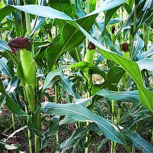 200 pcs "Peaches and Cream" Bi-Color Sweet Corn Seeds, Non GMO & Heirloom Seeds, Peaches & Cream Zea Mays Seeds