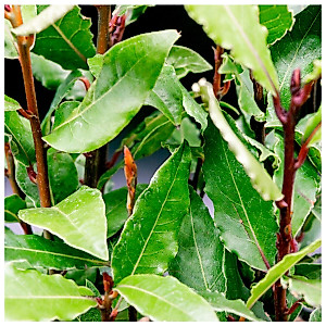 2 Live Plants Laurus Nobilis Bay Leaf Tree Bay Laurel Or Sweet Bay Plant 5 to 6 in Tall