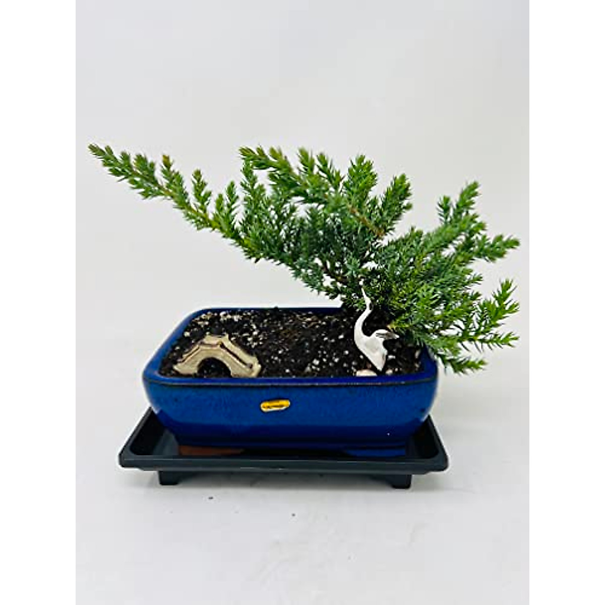 Juniper Bonsai Tree in Earth Blue Rectangular Ceramic Vase+ Figurines and Tray