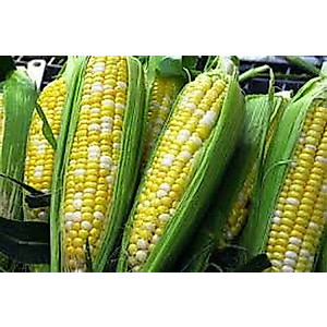 120 Peaches and Cream Hybrid Sweet Corn Seeds Heirloom Non GMO 1 oz Garden Vegetable Bulk Survival