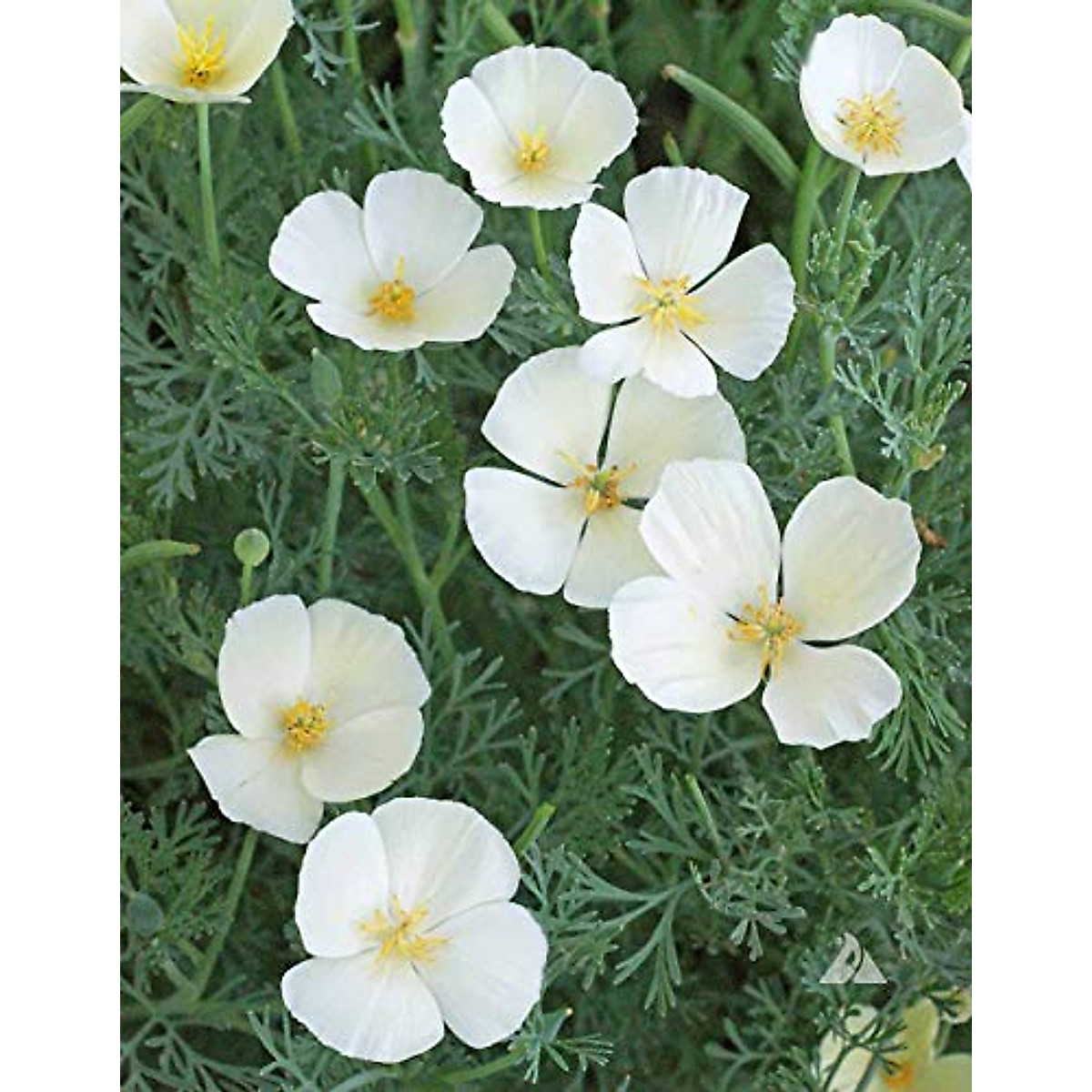 Ivory Castle White California Poppy Seeds for Planting, 1000+ Seeds Per Packet, (Isla's Garden Seeds), Non GMO & Heirloom Seeds, Scientific Name: Eschscholzia californica, Great Home Garden Gift