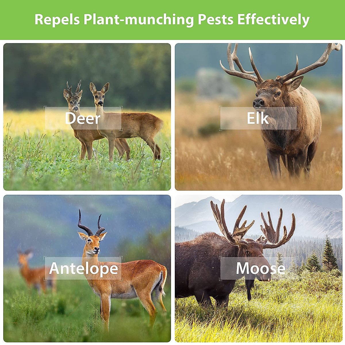 MAGIC CAT Deer Repellent Outdoor, 12 Pack Natural Peppermint Oil Deer and Rabbit Away Repellent for Plants Pet Family Safe, Deer Deterrent for Garden Yard Lawn Tree Protection