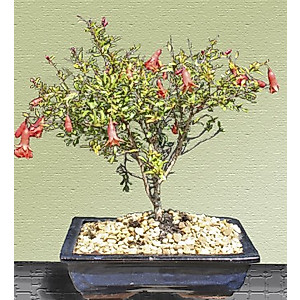 Dwarf Pomegranate Bonsai