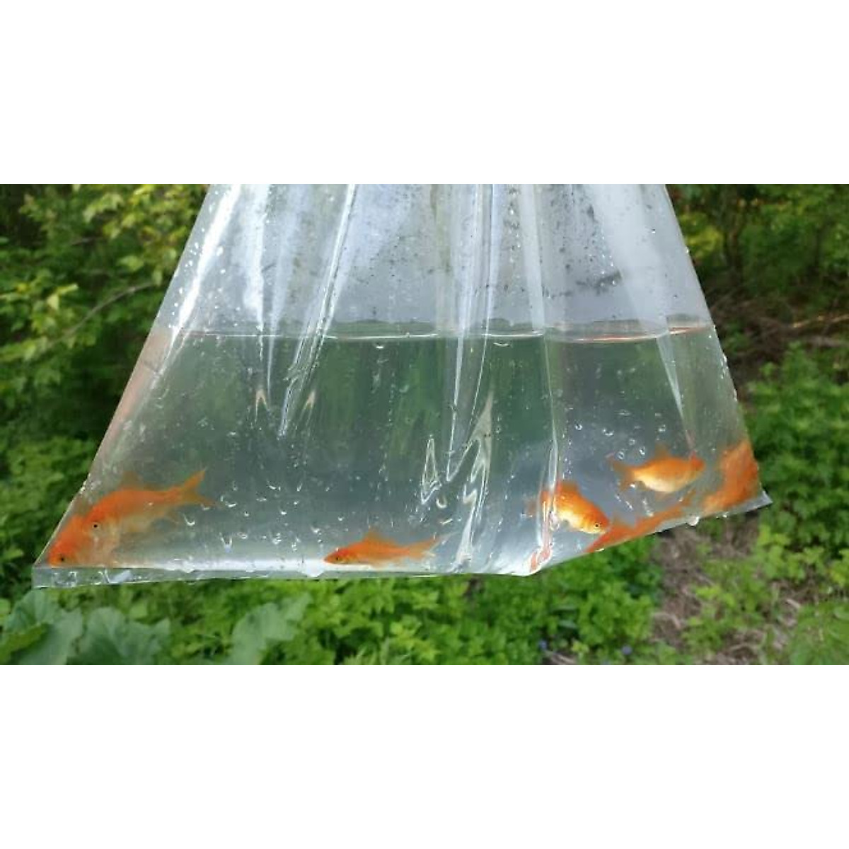 Toledo Goldfish Live Comet Common Feeder Goldfish for Ponds, Aquariums or Tanks – USA Born and Raised – Live Arrival Guarantee – 0.75 to 1.5 inches, 10 Fish