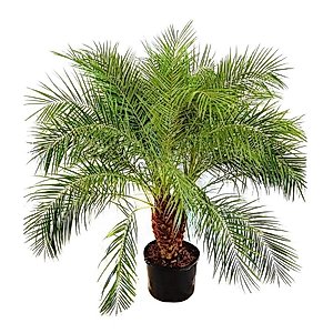 10 PYGMY Date Palm Phoenix Roebelenii Dwarf Miniature Ornamental Fruit Tree Houseplant Seeds