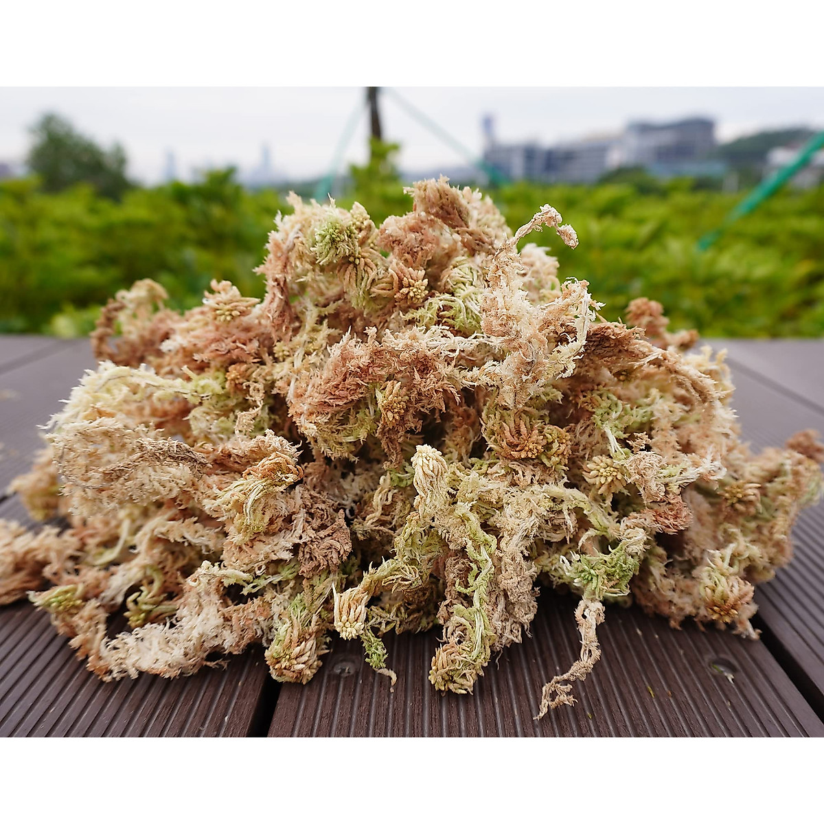 Kapecute Sphagnum Moss 34QT Perfect for Plant Propagation, Great Orchid Potting Mix, Help with Maintain Humidity, 10oz