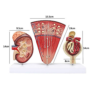LUCKFY Human Anatomy Kidney Model Nephron Glomerular Urinary System Anatomical Model for School Teaching Display Lab Ornament