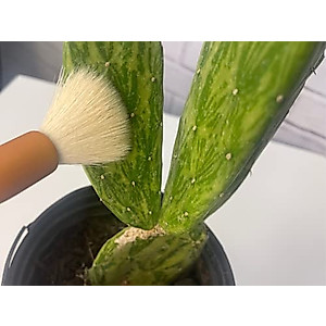 Southside Plants Cactus Cleaning Brushes Pack - Soft Goat Hair Bristles with Wooden Handle Brushes for Indoor Cactus & Succulent Plants Dusting- Gardening Cleaning Tools (7", 3.2") Sizes Pack