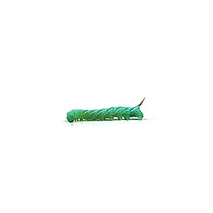 Josh's Frogs Hornworms Habitat Cup (25 Count Cup)