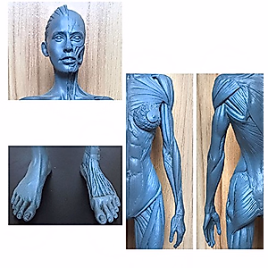 Oubo Dental New Female Anatomical Anatomy Skull Head Body Model Muscle Bone (30cm) Height