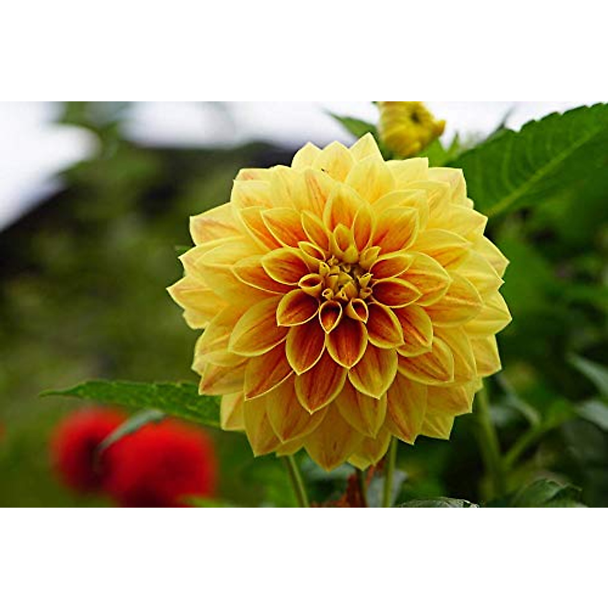 Dahlia Seeds Compound Petals Multi-Color Mixed Individually Packaged （1000+ Outdoor Garden Potted Plants Non-GMO)