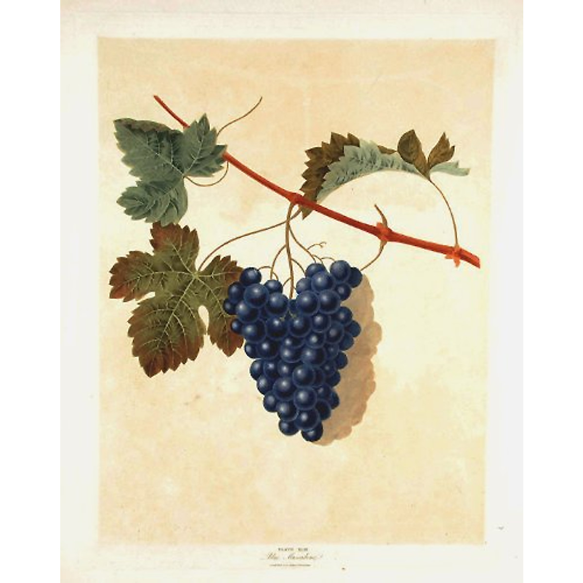 [Grapes] Blue Muscadine Grape