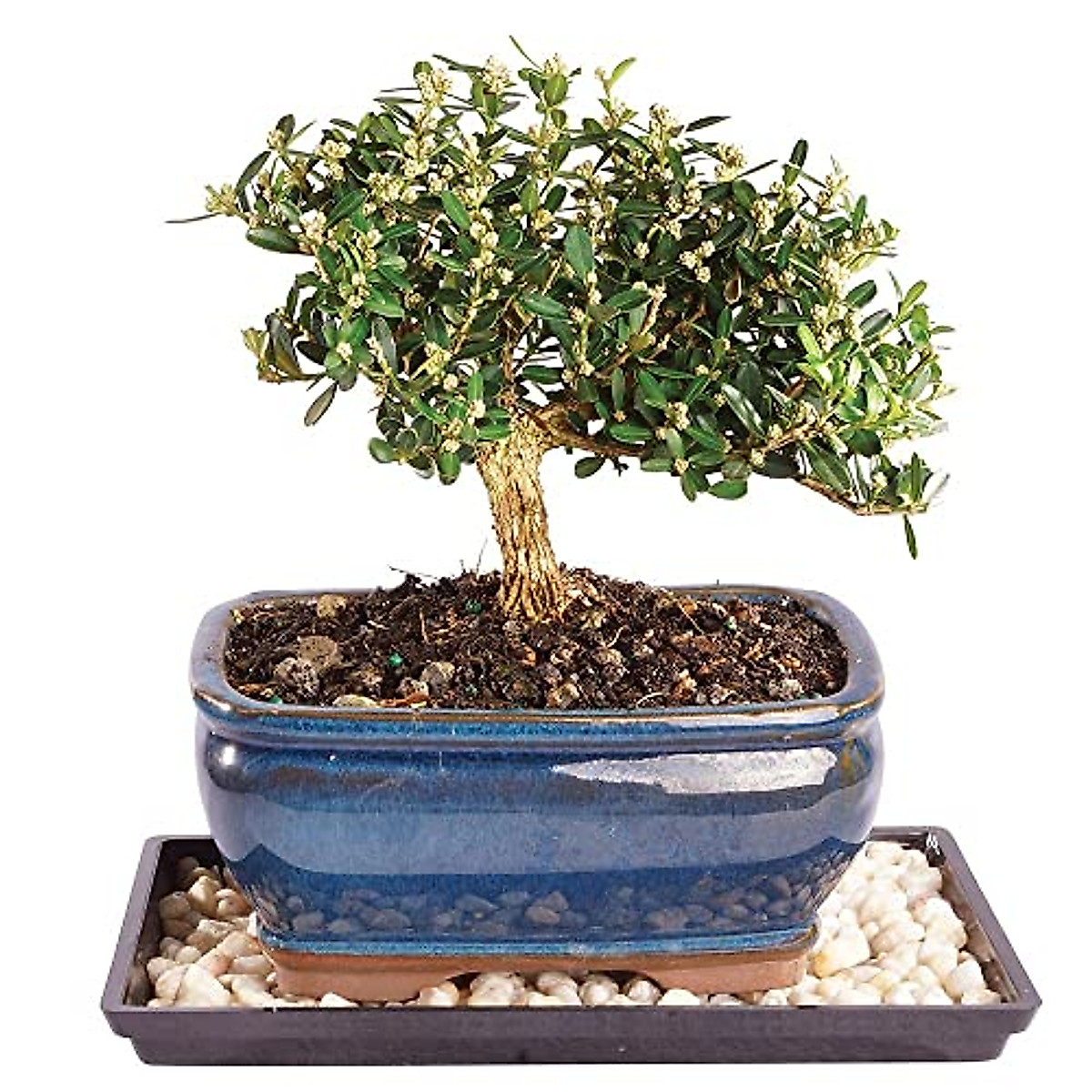 Brussel's Live Harland Boxwood Outdoor Bonsai Tree - 4 Years Old; 8" to 10" Tall with Decorative Container, Humidity Tray & Deco Rock