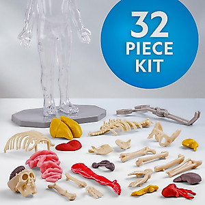 NATIONAL GEOGRAPHIC Human Body Model for Kids That Glows in The Dark - 32-Piece Interactive Anatomy Model with Bones, Organs, Muscles, Stand, Forceps & ID Chart, Anatomy and Physiology Study Tools