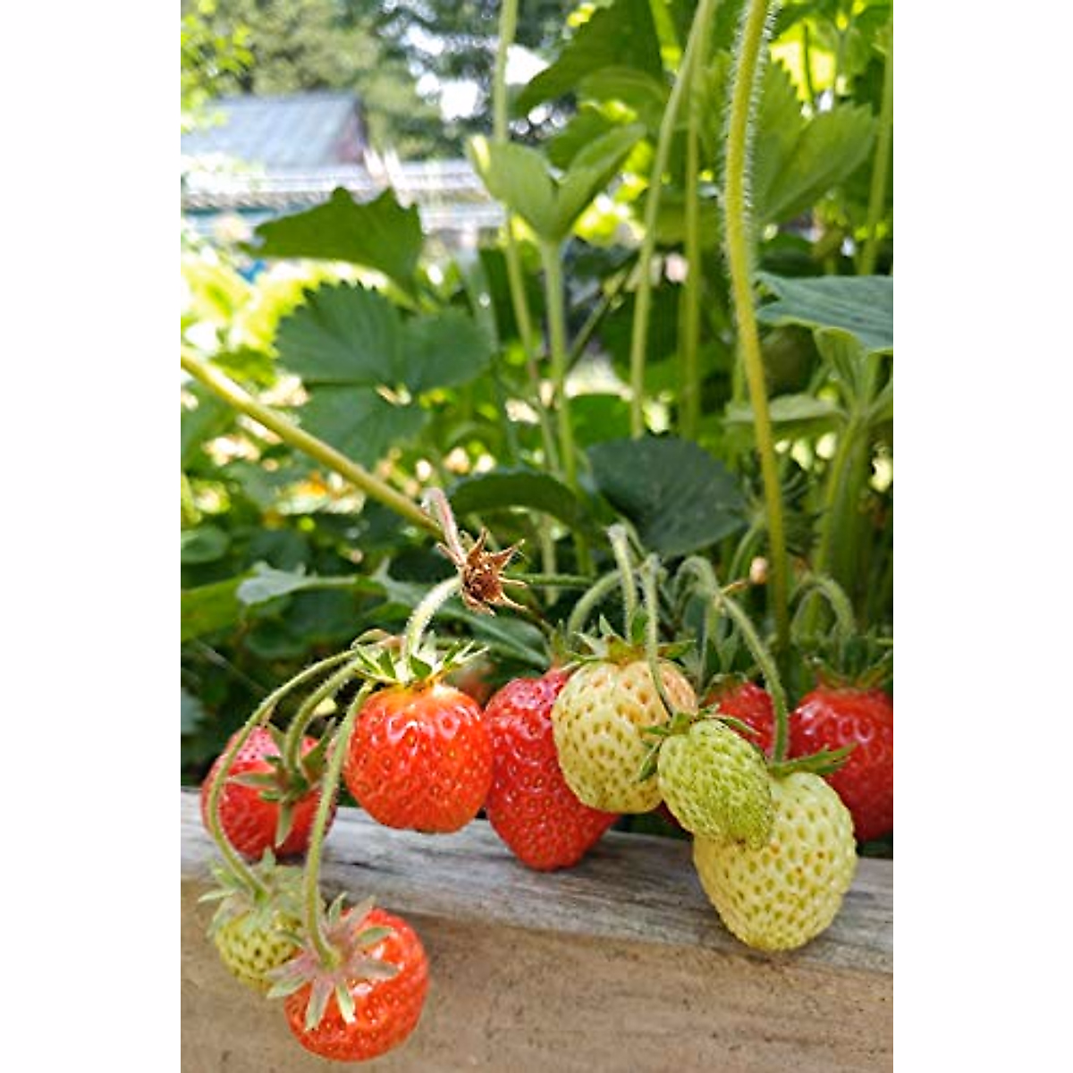 Sweet Red Strawberry Seeds 300pcs for Home Garden Planting