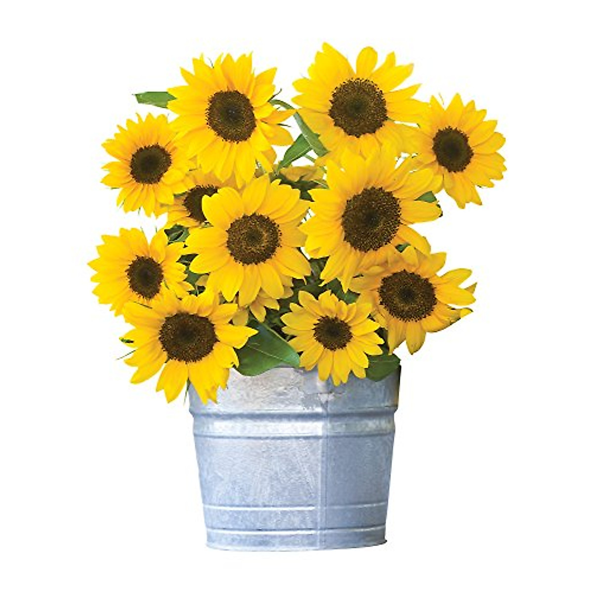 Burpee Sunny Bunch Sunflower Seeds 25 seeds
