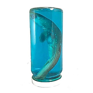 Real Shark in a Bottle Jar, Marine Specimen Taxidermy, Fishing, Jaws