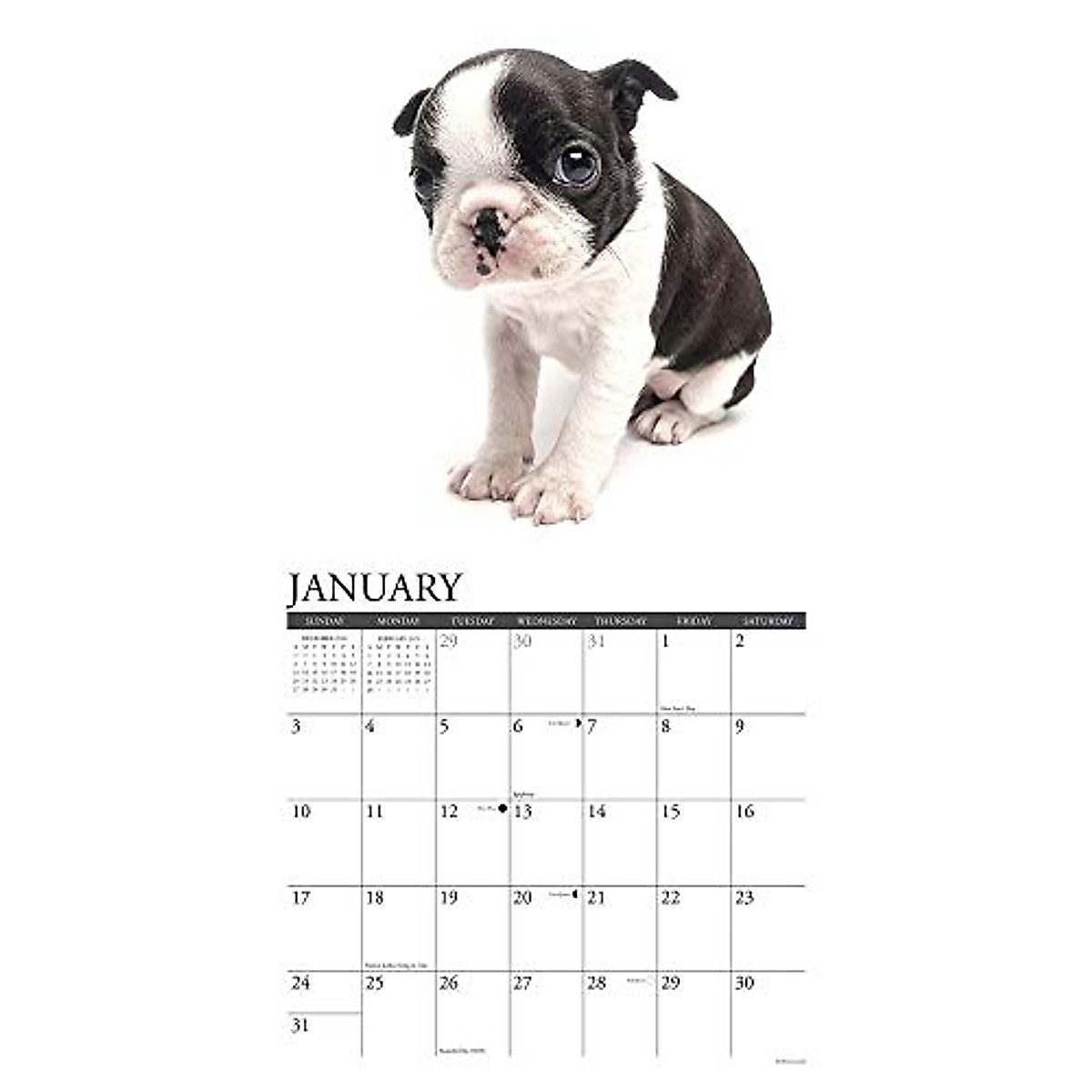 Just Boston Terrier Puppies 2021 Wall Calendar (Dog Breed Calendar)