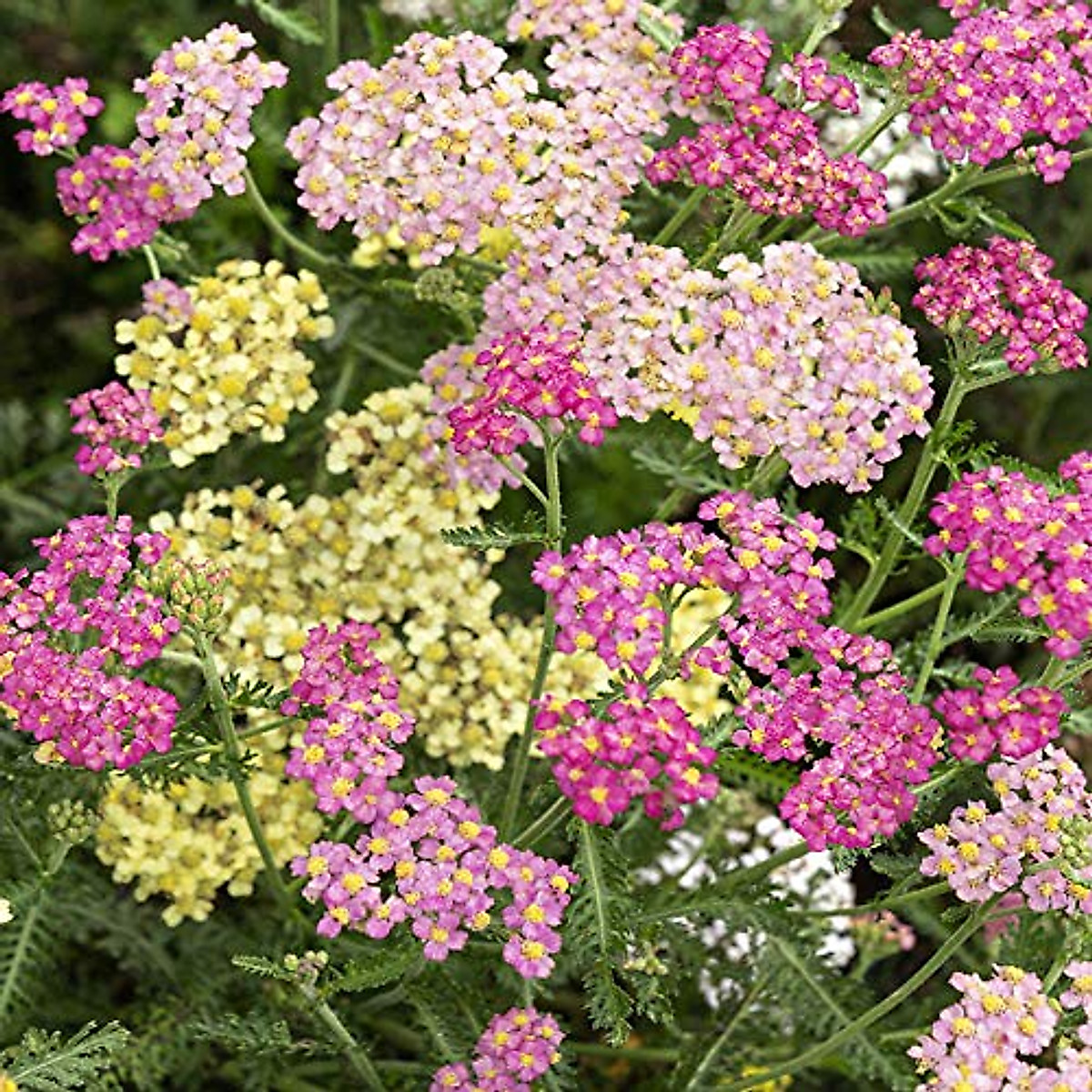 Outsidepride Perennial Achillea Millefolium Yarrow Pastels Garden Flowers for Cutting - 1000 Seeds