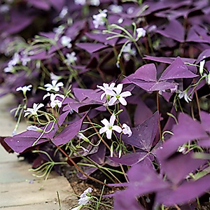 Easy to Grow Oxalis Triangularis 'Purple Shamrocks' Plant Bulbs (20 Pack) - Dark Purple Foliage & Light Pink Flowering Blooms for Indoor or Outdoor Gardens