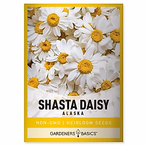 White Shasta Daisy Flower Seeds for Planting (Alaska, Chrysanthemum Maximum) Perennial Heirloom, Non-GMO Flowers Seed Variety- 500mg Seeds Great for Summer Cut Flower Gardens by Gardeners Basics