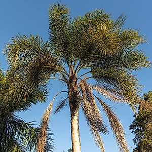 CHUXAY GARDEN Syagrus Romanzoffiana,Queen Palm,Cocos Palm 5 Seeds Elegant Evergreen Palm Long-Lived Hardy Tree Great for Specimen or Street Tree