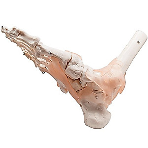 Foot Joint Model Human Foot Ankle Joint Model with Ligament Medical Science Life Size