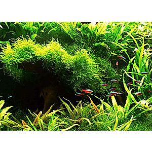 Java Fern – Mature, Healthy, Super Easy Live Aquarium Plant 5-6 in. Great for Betta Guppy Cherry Shrimp! by Aquatic Discounts. BUY2GET1FREE!