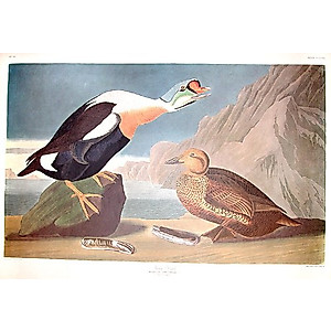 King Duck. From"The Birds of America" (Amsterdam Edition)