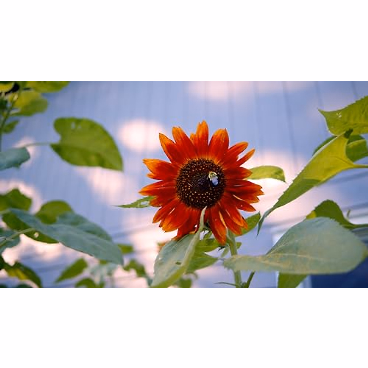 Sereniseed Sunflower Seeds Collection (10-Pack) – 100% Non GMO, Open Pollinated – Grow Guide