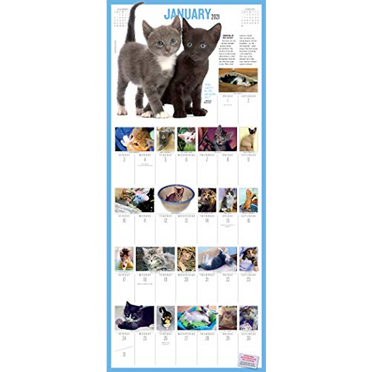 365 Kittens-A-Year Picture-A-Day Wall Calendar 2021