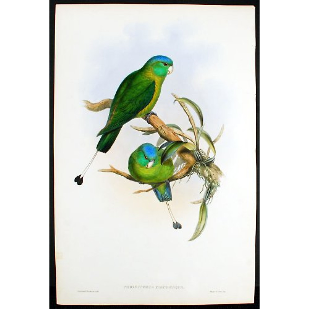 Blue-Headed Racket-Tailed Parrot] Prioniturus Discosurus