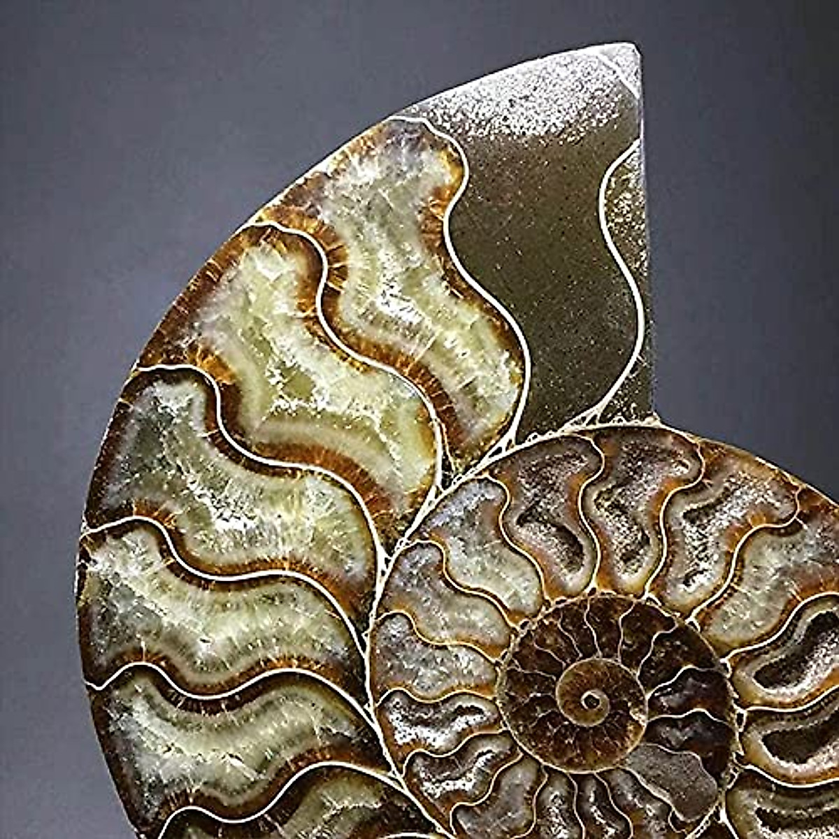 RALDMOV Natural Beautiful Ammonite Fossil Conch Specimen Collectibles Home Decor Gifts Ornament (9-11in)