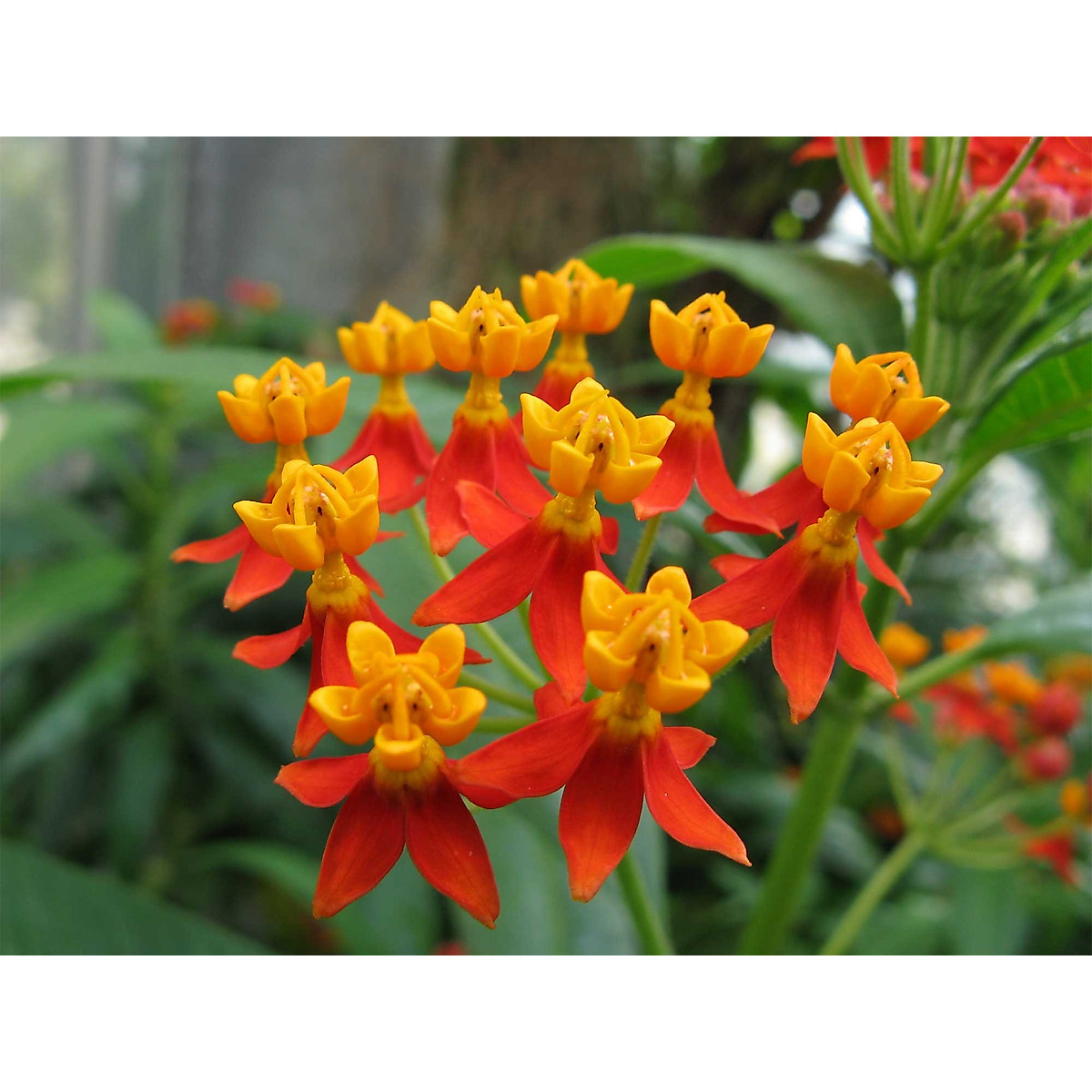 Asclepias curassavica | Butterfly Bush | Scarlet Milkweed | 200_Seeds