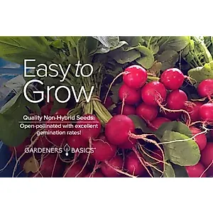 Radish Seeds for Planting - Champion Variety Heirloom, Non-GMO Vegetable Seed - 2 Grams of Seeds Great for Outdoor Spring, Winter and Fall Gardening by Gardeners Basics