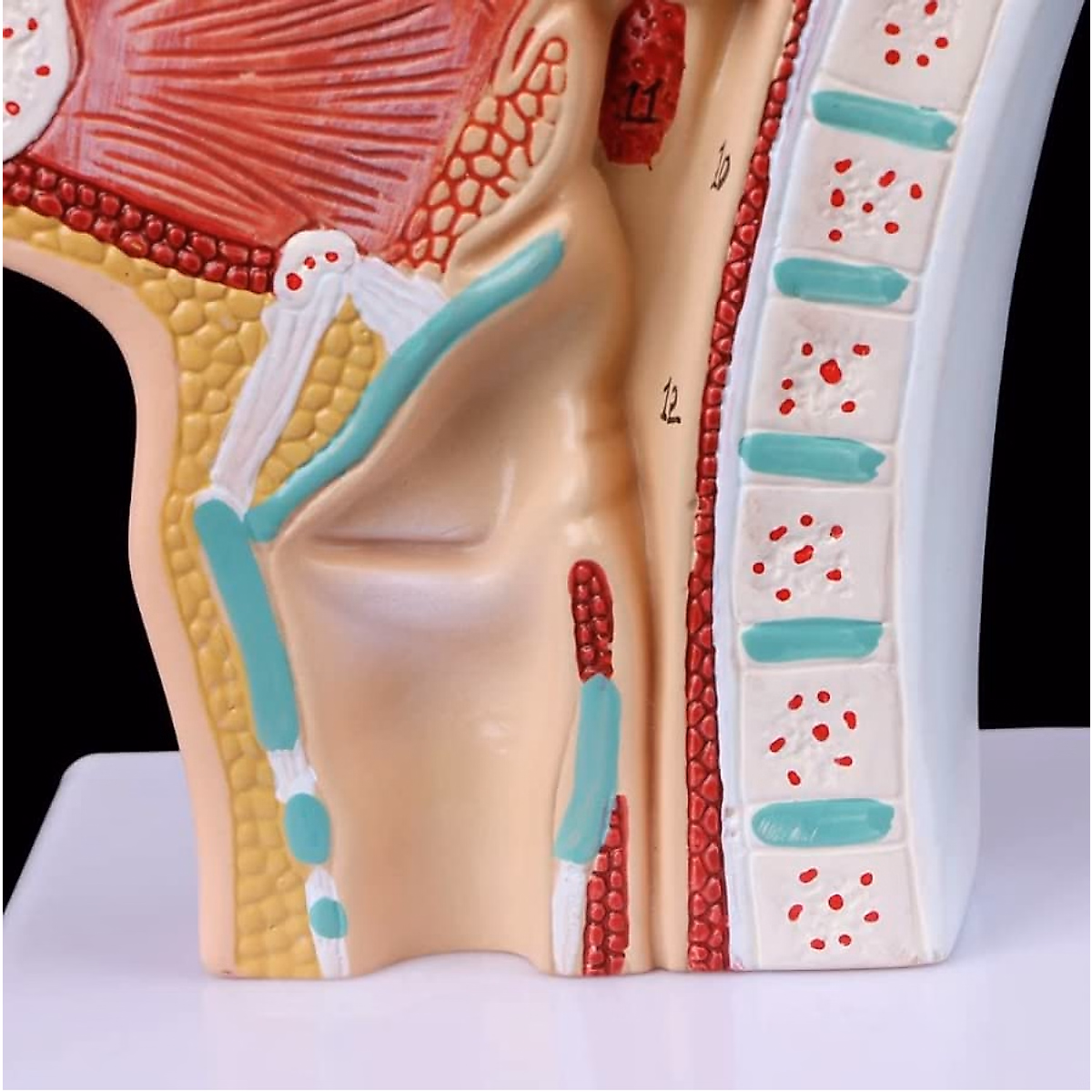 Nasal Cavity Throat Model, Human Anatomical Model for Science Classrooms Study Teaching Aid